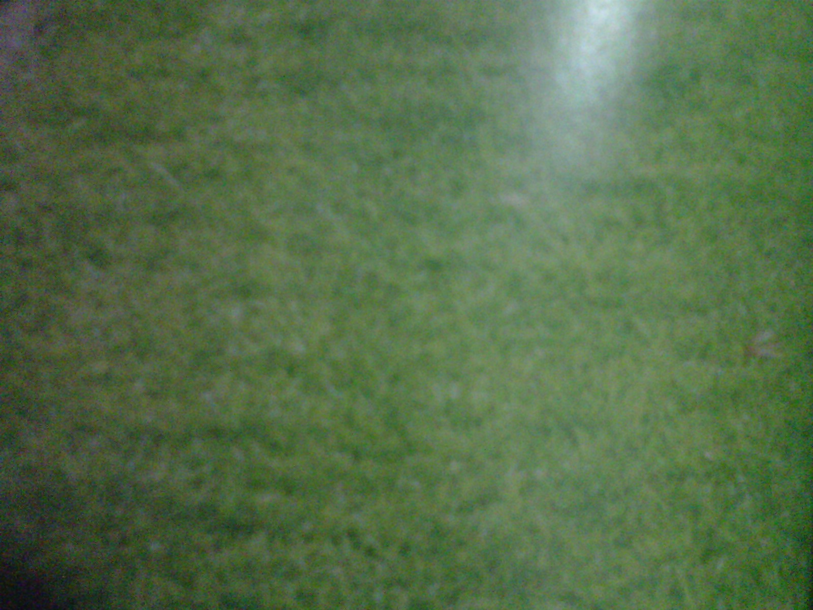 Taman dan Tanaman: Jenis Rumput