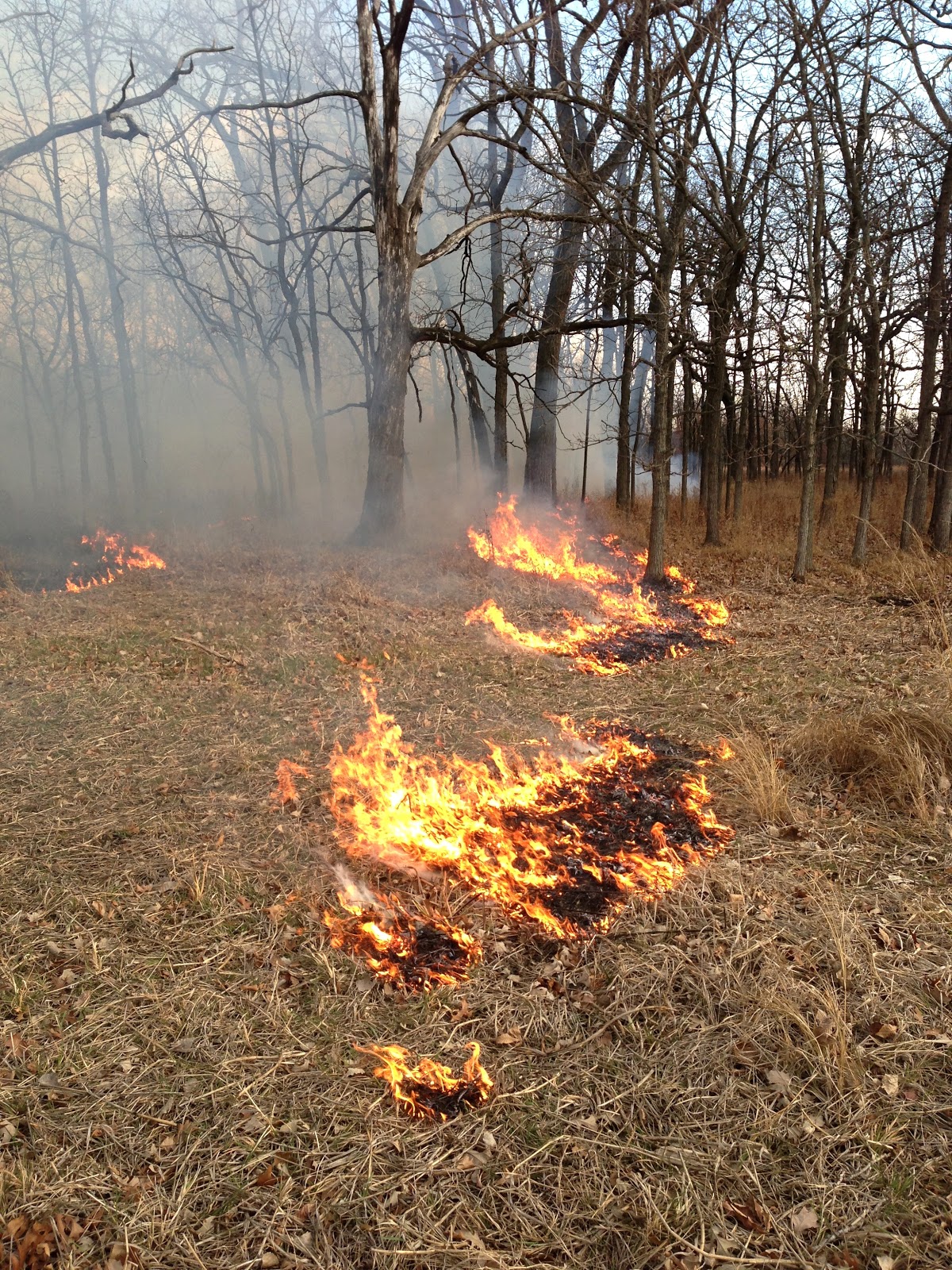 Vestal Grove: Burn at Somme Prairie Grove - Quick Report
