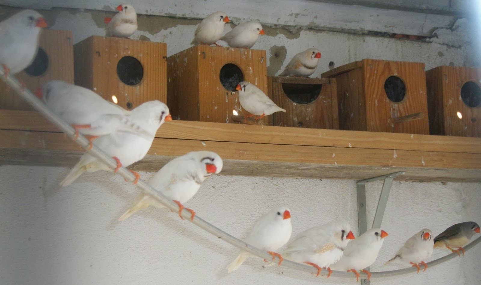 Aves da Vera e do Ricardo