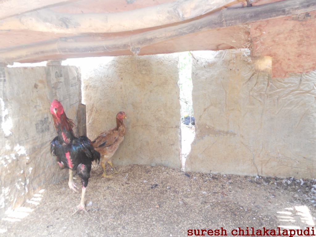 Fighting Rooster: My Best Asil Breed