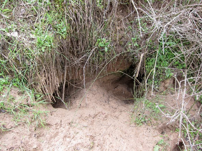 Animales en el Planeta: El tejón común, europeo o eurasiático (Meles meles)