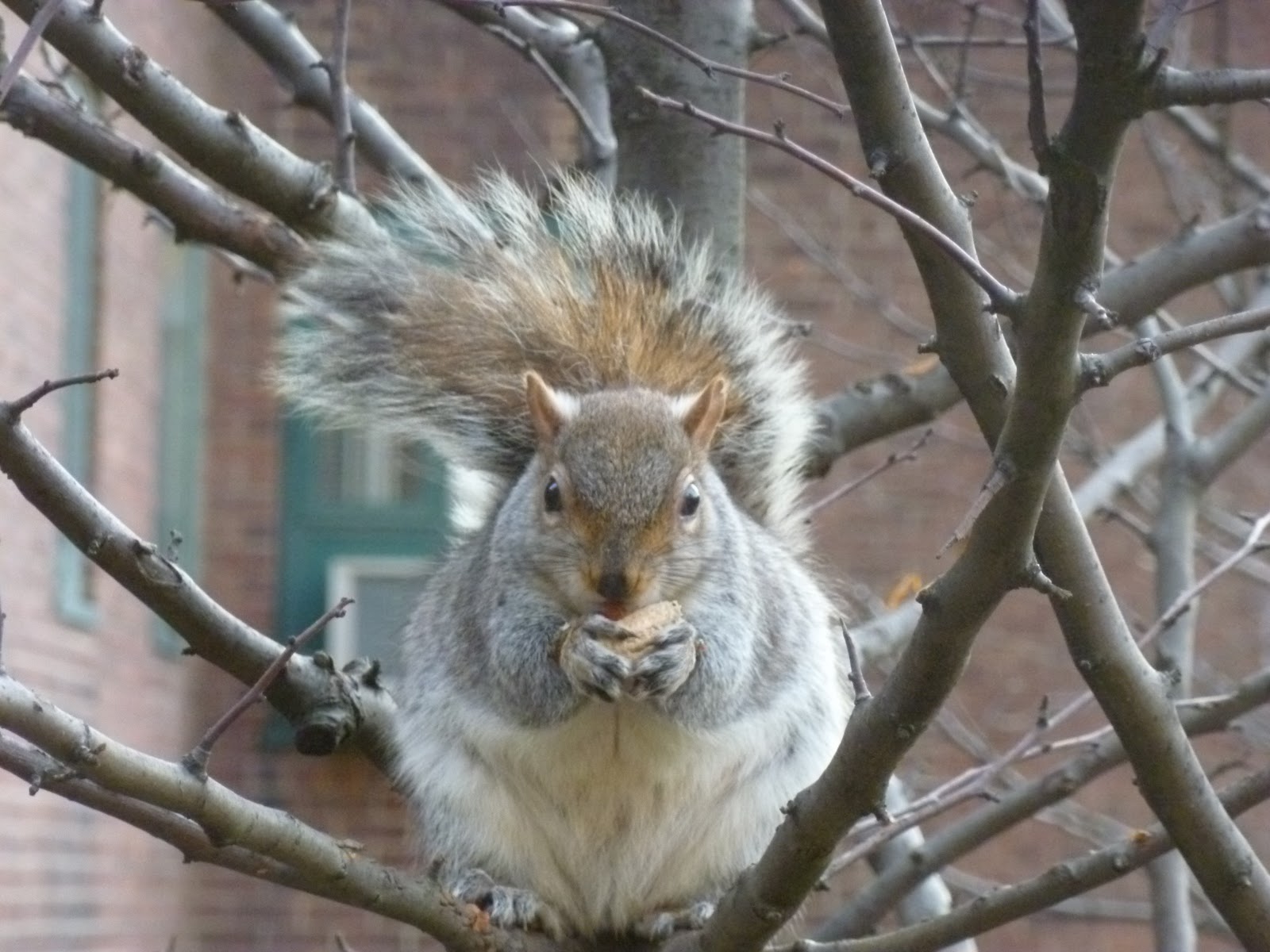 The New York Squirrel: Fat Bottomed Squirrels