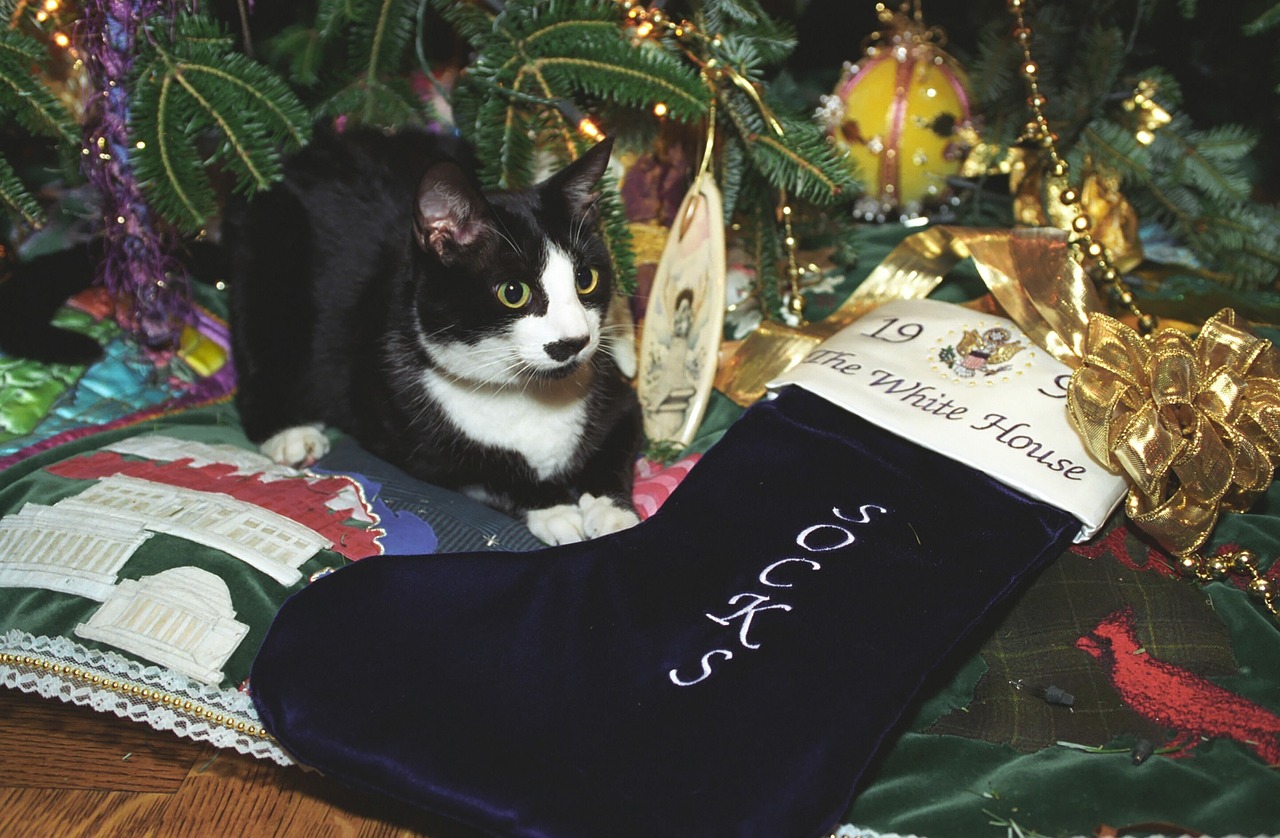 The Best Christmas Gifts for Cats