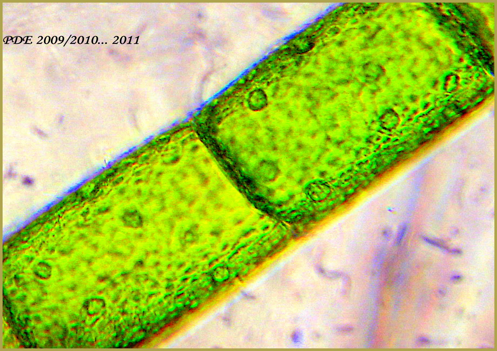 Cultivo de Microalgas em Fotobiorreatores: Microalgas... Filamentosas...