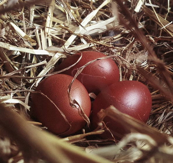 Olive Egger Chickens - Fresh Eggs Daily®