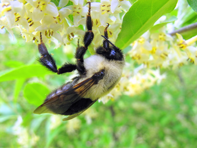 The Joyce Road Neighborhood: Autumn Olive and Bees