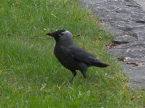 Natur und Umwelt - nah und fern: Wissenswertes über Dohlen