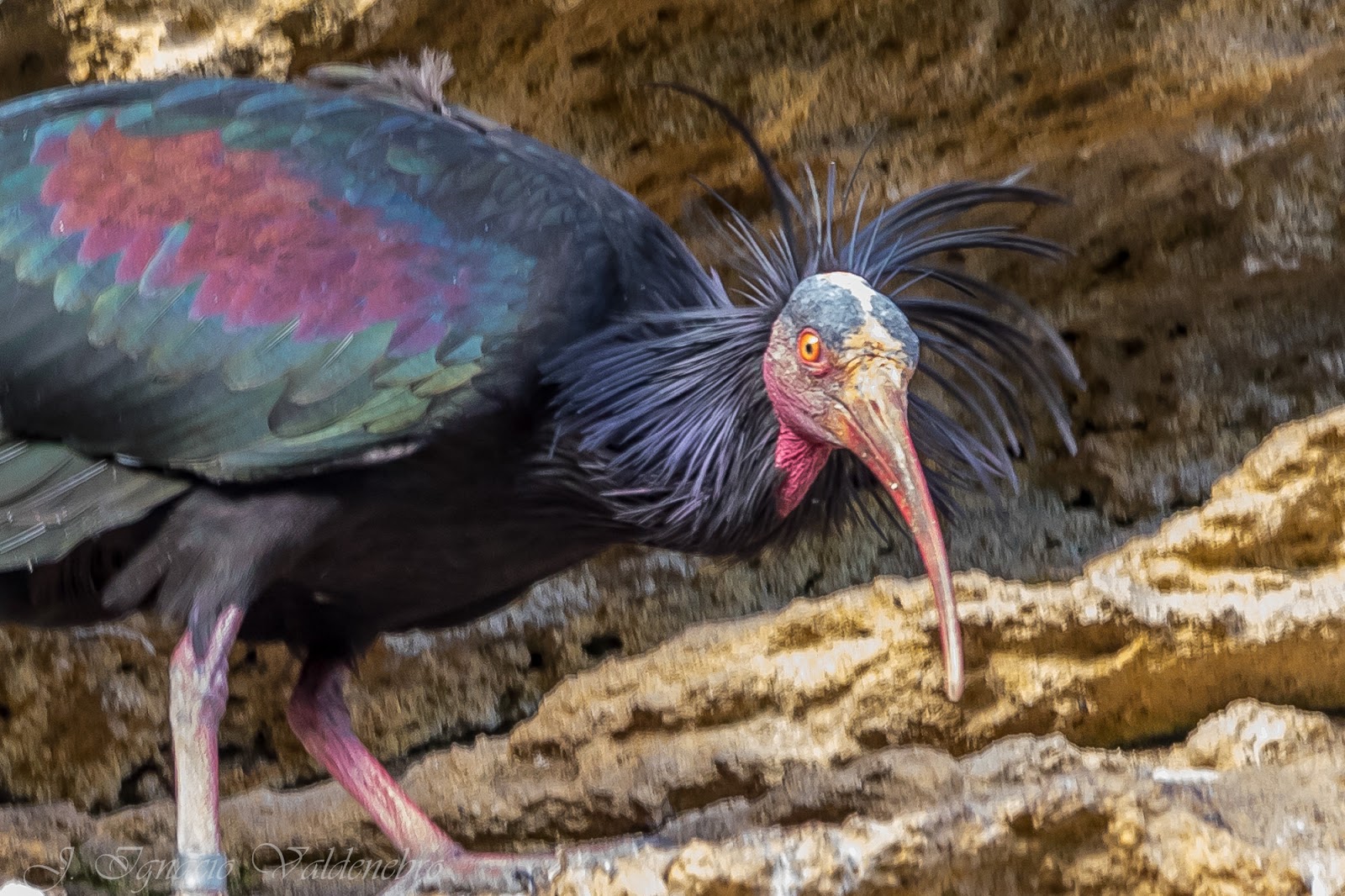 DocNatureBlog: El ave más fea de España. Ibis eremita (Geronticus eremita)