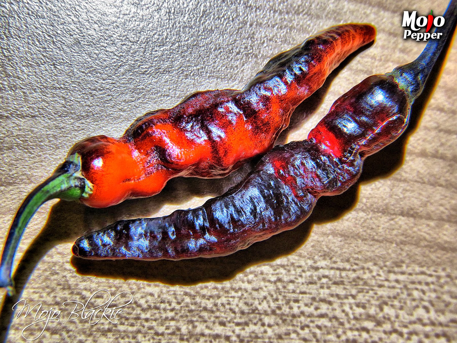 The Mojo Pepper - Just a Chili Pepper grower: Pink Tiger, Yaki Blue e ...
