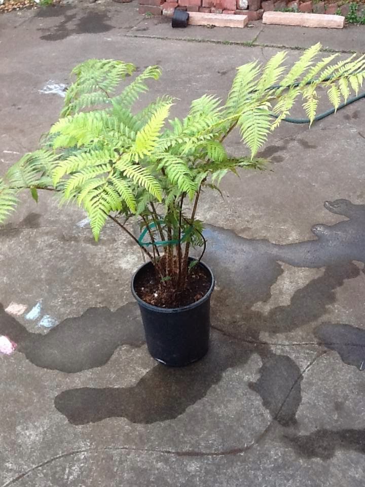 Australian Tree Ferns: Example of an Australian Tree Fern growing in ...