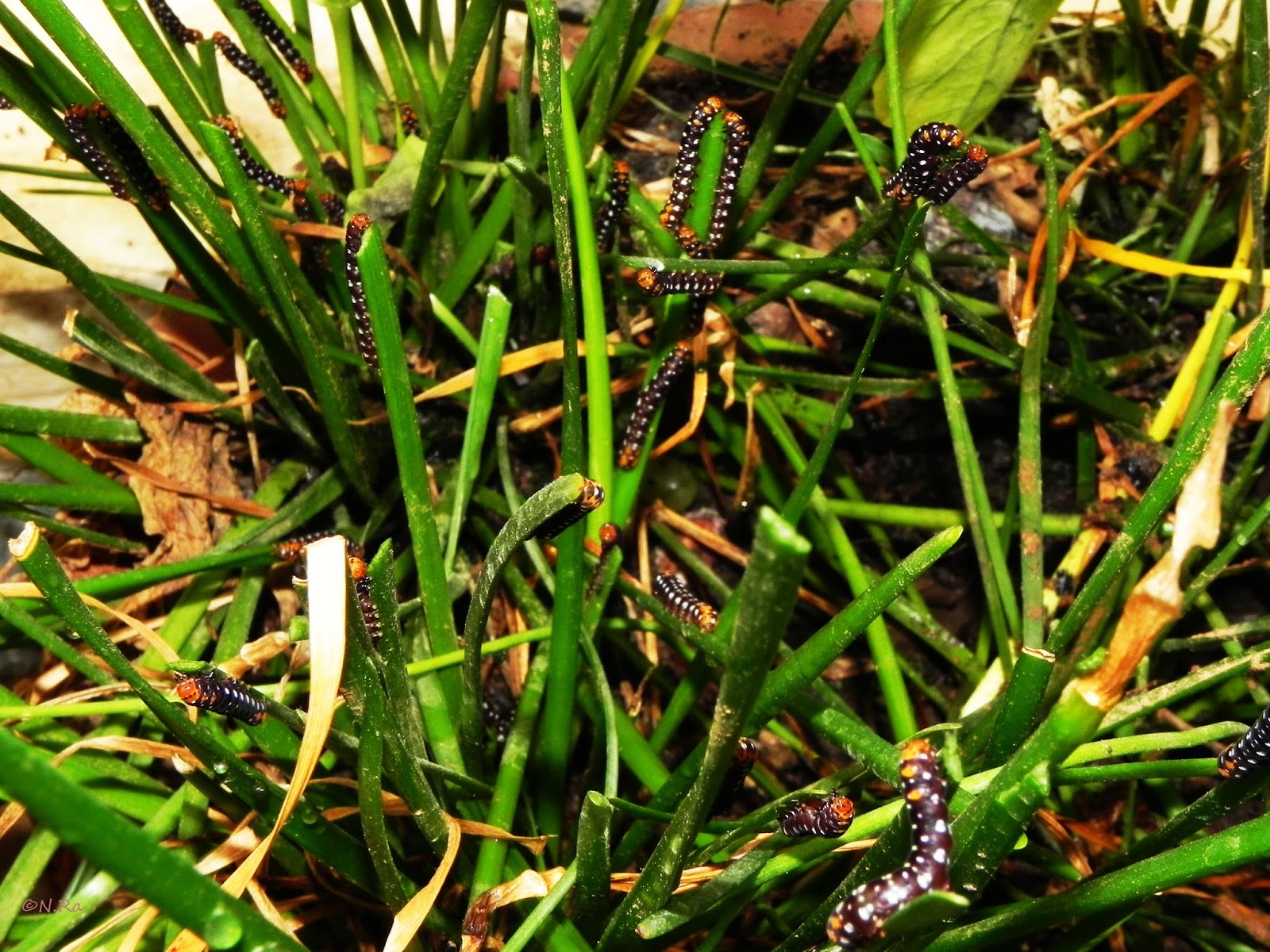 Lepidoptera Life cycle: Life Cycle images of Polytela gloriosae (Lily Moth)