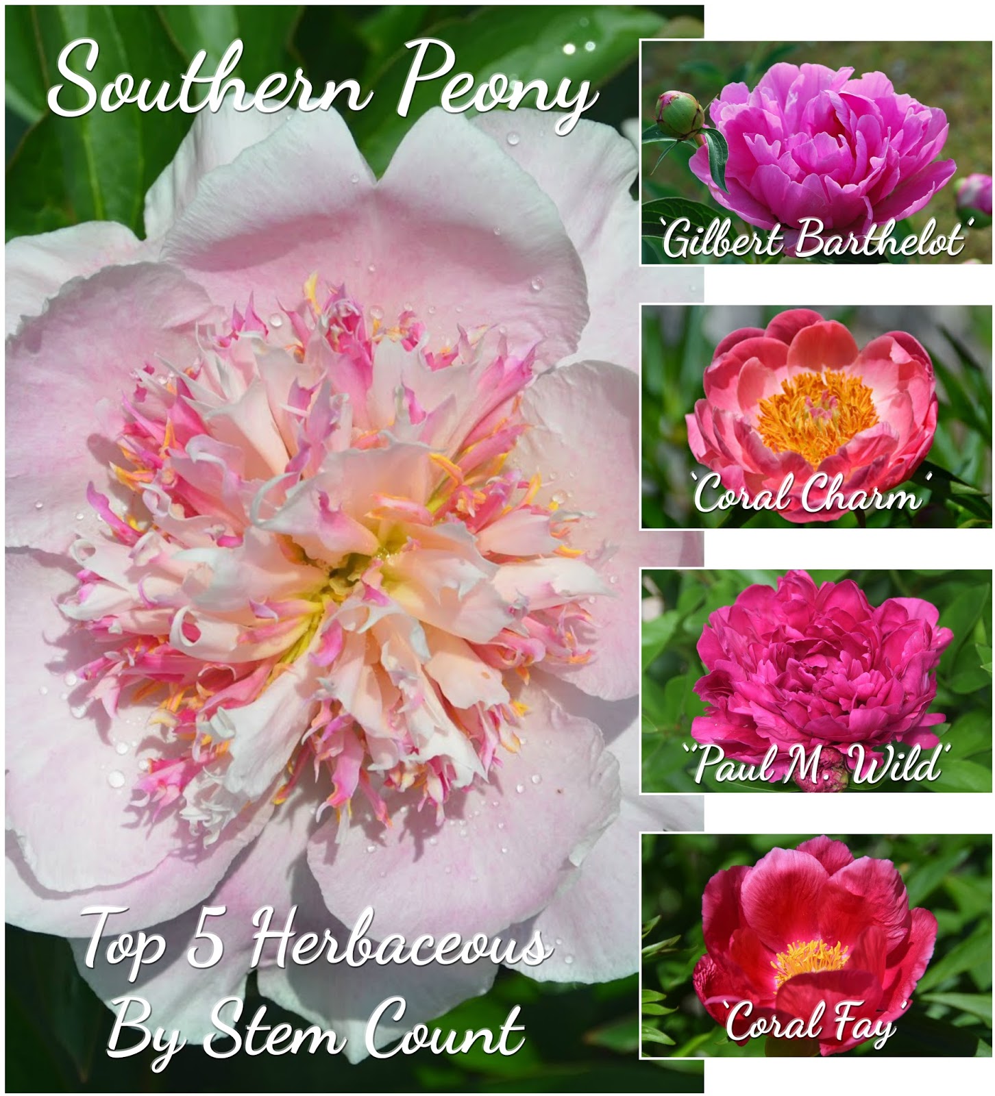 Southern Peony: 2018 Top 5 Herbaceous Peonies by Stem Count
