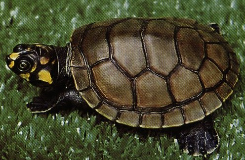 Yellow-Spotted River Turtle - True Wildlife Creatures