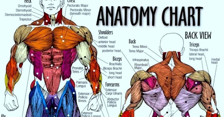 MUSCULATURE ANATOMY CHART ~ ALL ABOUT HEALTH & FITNESS