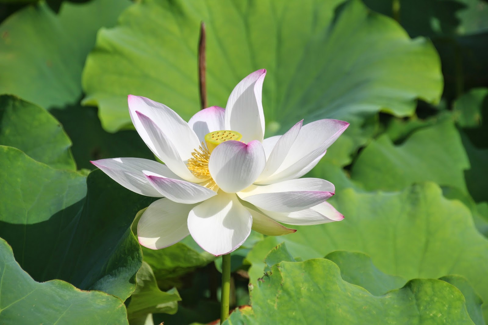 The Sacred Lotus Flower