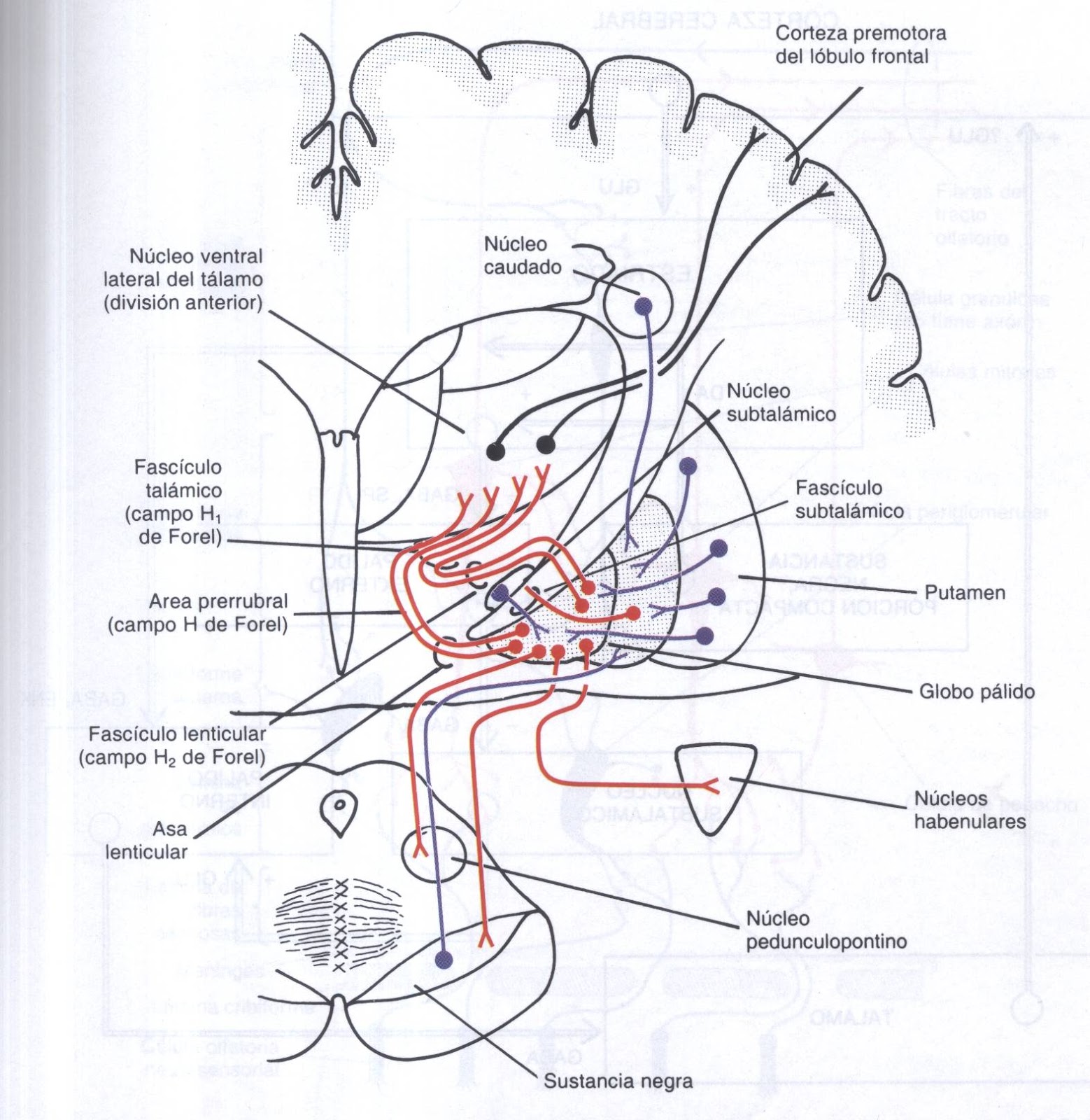 Neurofisiología: Sistema Extrapiramidal y Cerebeloso