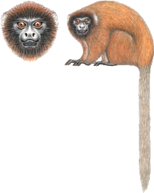 Laberinto en extinción: Tití de Olalla (Plecturocebus olallae)