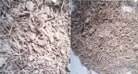 Mengenal Ampas Sagu Sebagai Pakan Ternak Alternatif | 1001 Catatan ...