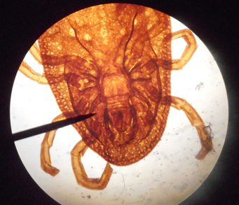 Atlas parasitología biologia sanitaria: Argas persicus