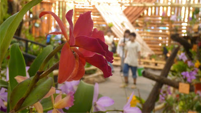 Parque Tecnológico Binacional: Todas las plantas de la provincia en ...