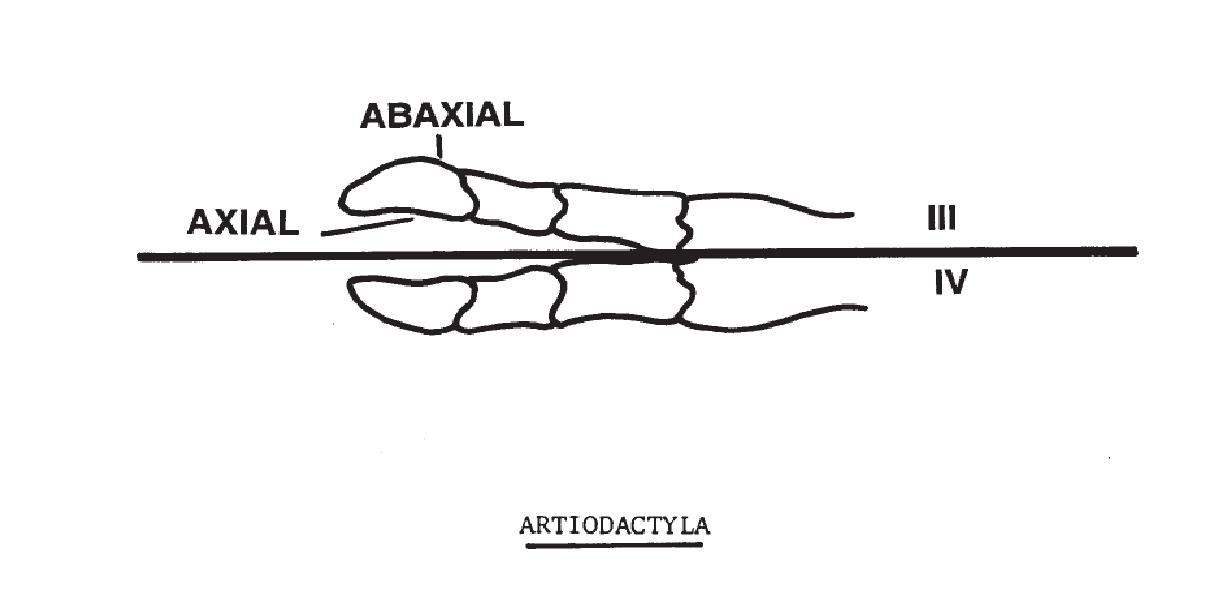 Master of Animal Studies (Animal Physiotherapy): Comparative Animal Anatomy