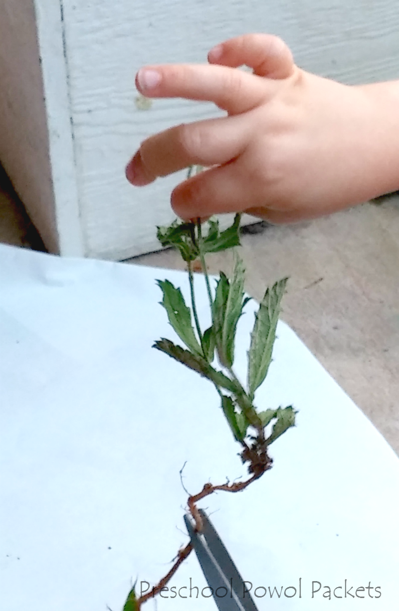 Preschool Botany Class: Day 1 | Preschool Powol Packets