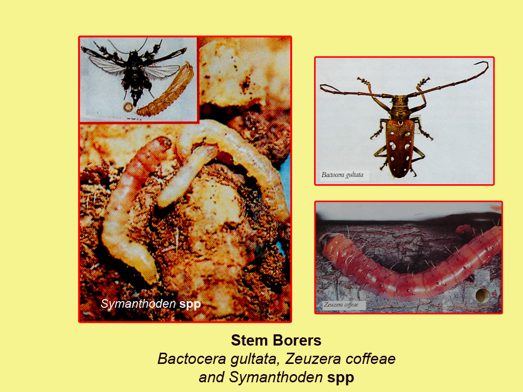 Durian Info: Durian Pests and Diseases