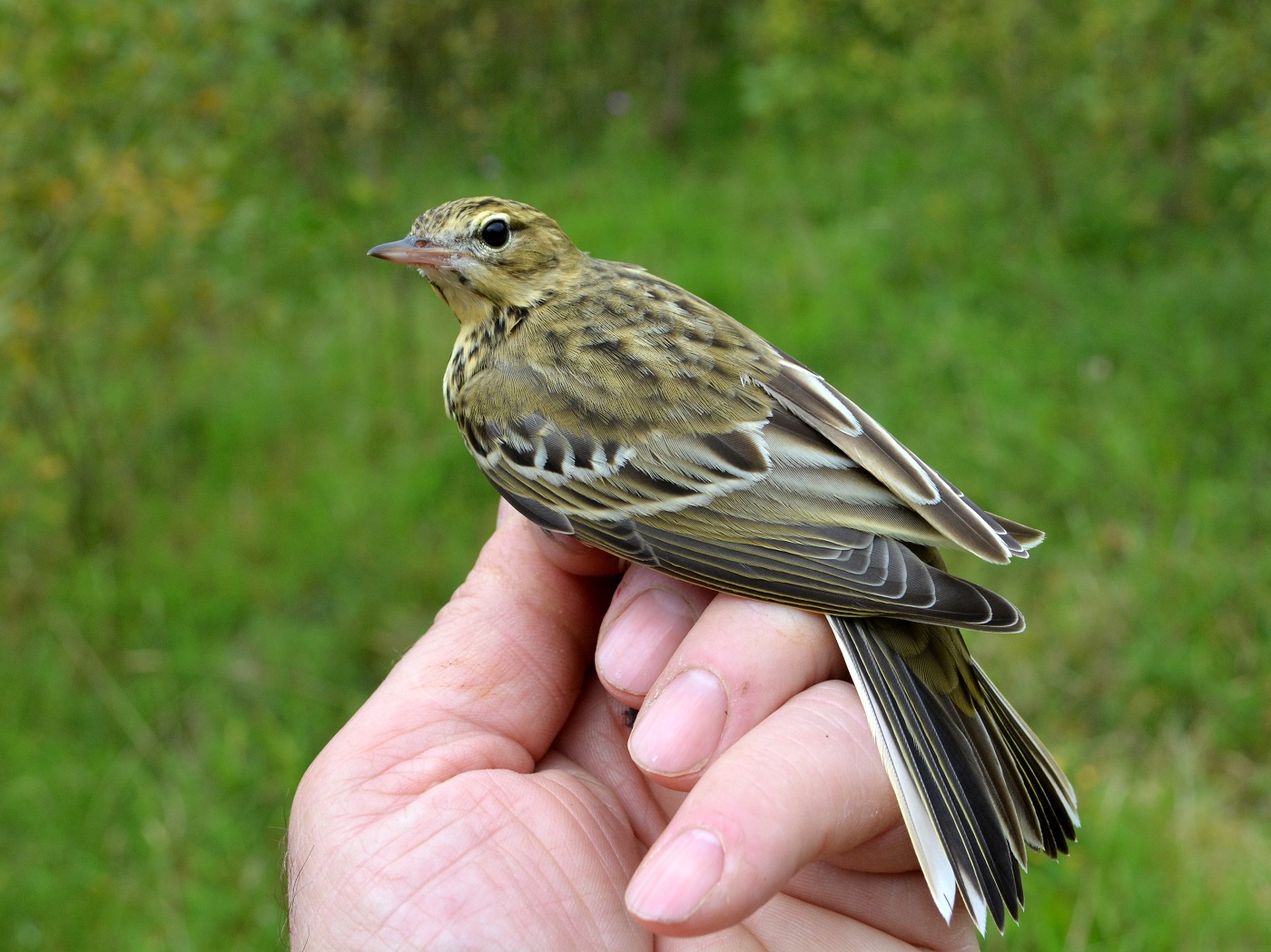 Two in a bush: Tree Pipits come to the fore