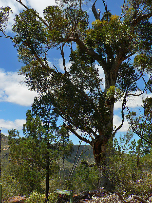 ournomadicways: The Eyre Peninsula after Streaky Bay, Port Lincoln ...