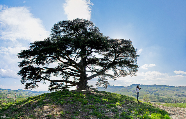 El cedro (Ez 17,22-24)