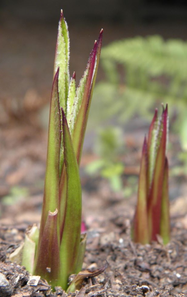 Die Natur Weilmünsters VII - Bemerkenswerte Wildpflanzen: Pflanzenprofile
