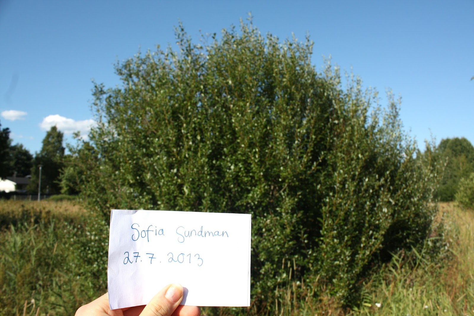 Sofian kasvikansio: Raita