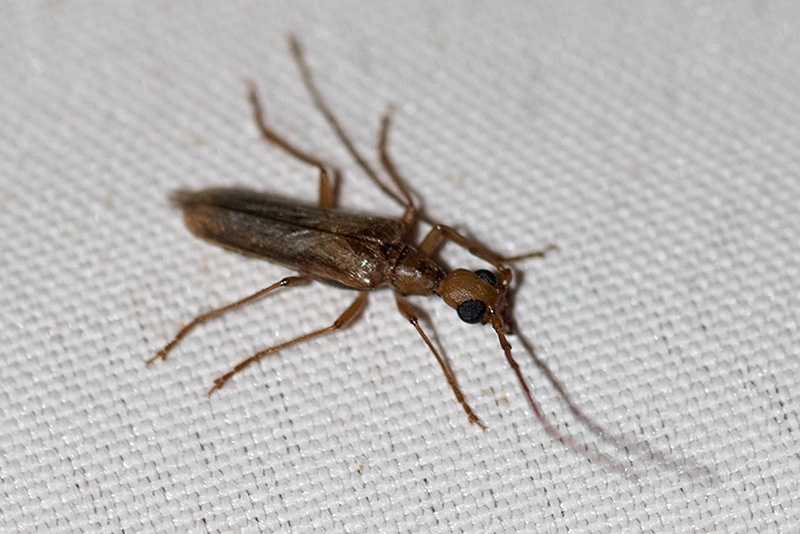 Natural de Rota: Vesperus conicicollis