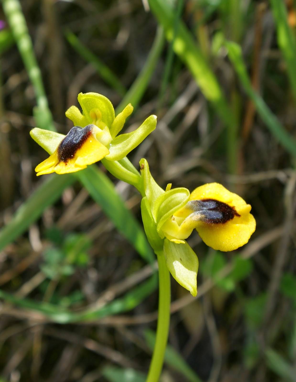 Ophrys lutea | Wild flowers of Europe by Anita Beijer
