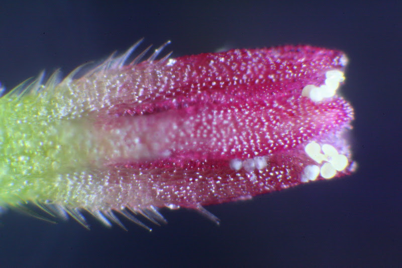 EL MUNDO MICROSCÓPICO DE LAS PLANTAS: Geranium dissectum L. (geranio de ...