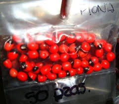 frijol colorín para comenzar el año