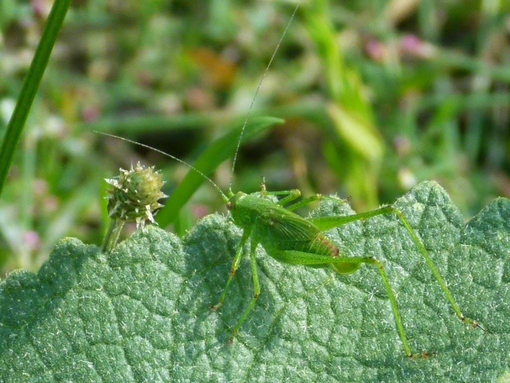 Faune Flore d'Ul: Sauterelles-Criquets-Grillons ,Ephippigères...
