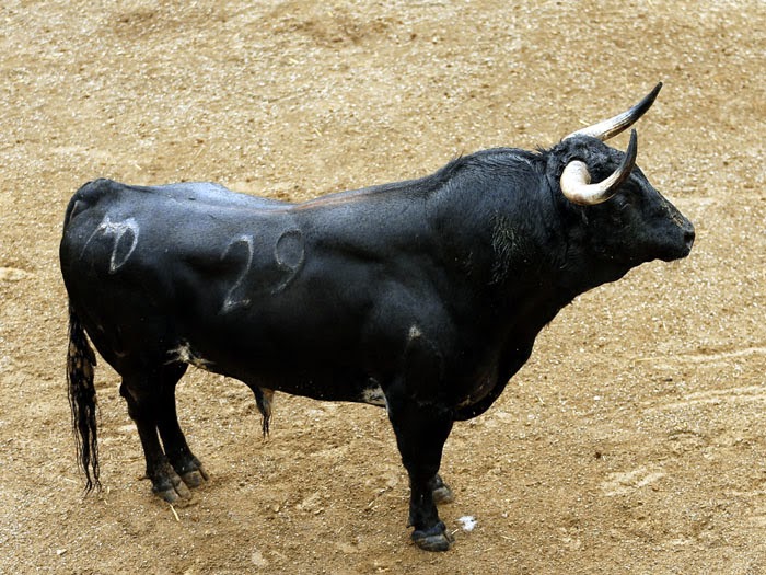 Gelán Noticias: TOROS.- Sorteadas las reses de Montealto y Cayetano ...