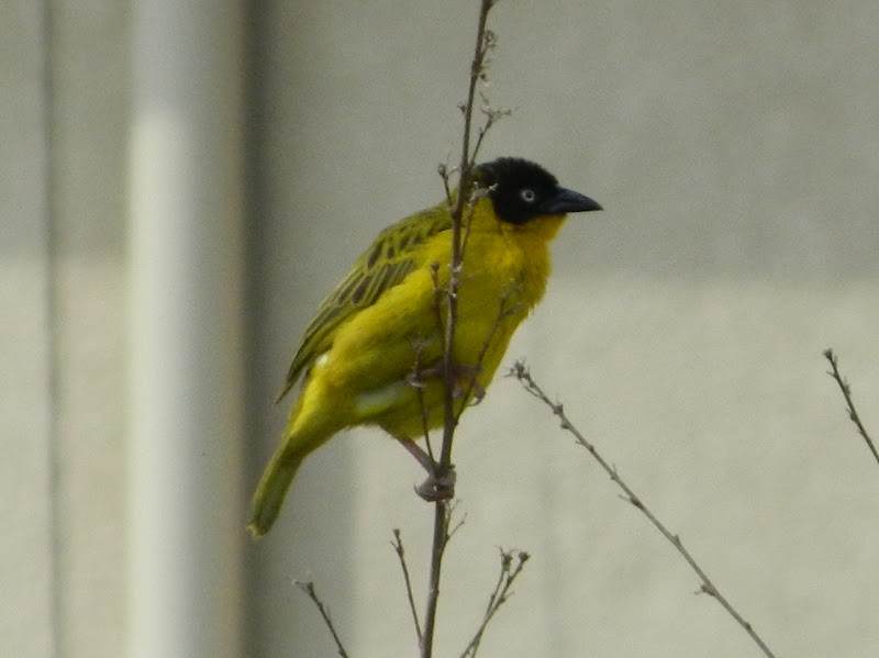 Rwanda on the Wing: Birds of Agahozo-Shalom: A Photographic Guide