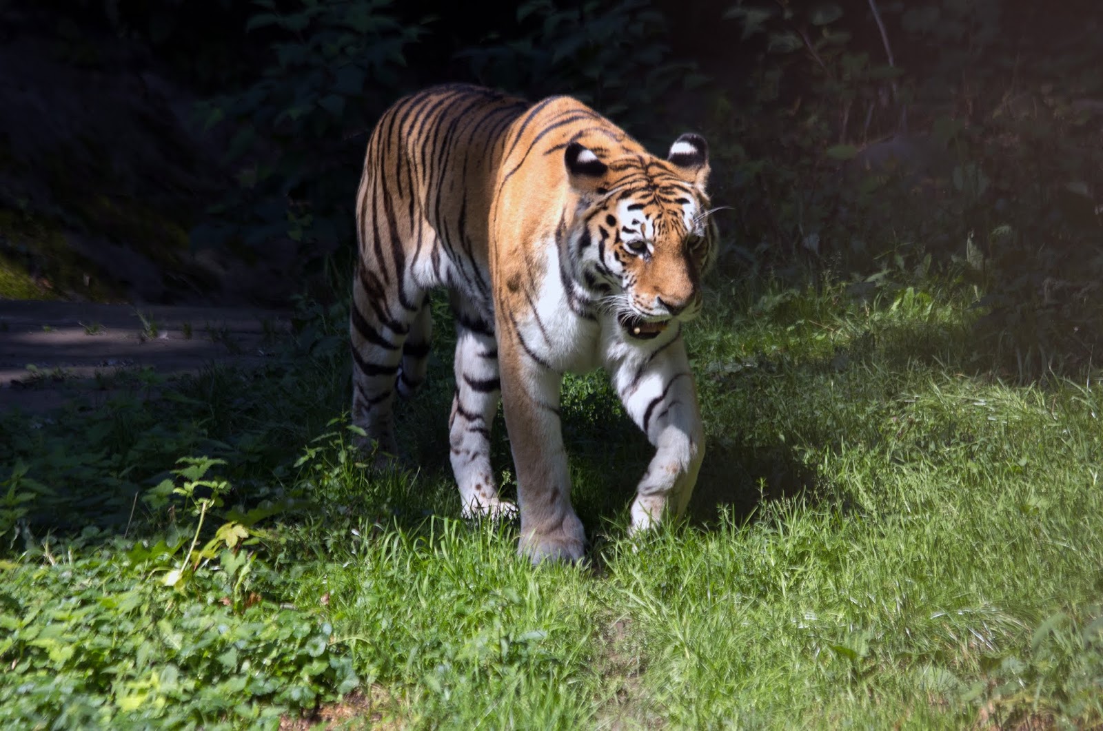 Caroline's natuurfotografie : Dierentuin dieren