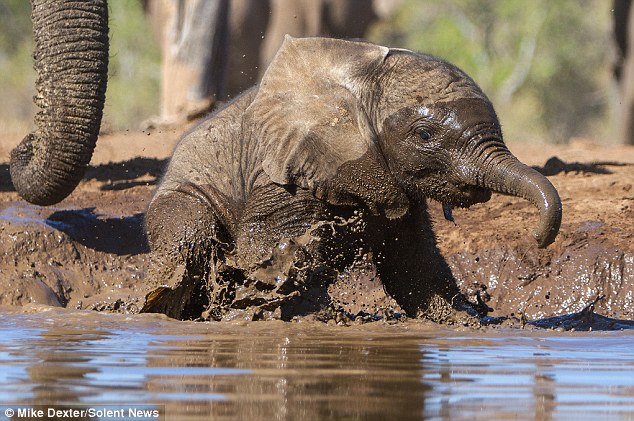 White Wolf : Elephants splash around in the mud to cool down (Photos)