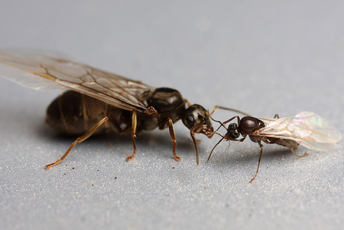 BRIGHT SOLUTIONS: SEMUT BERSAYAP BERBAHAYA?