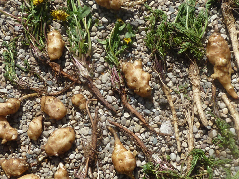 Introducing Nancy Klehm With Tips on Growing Jerusalem Artichokes ...
