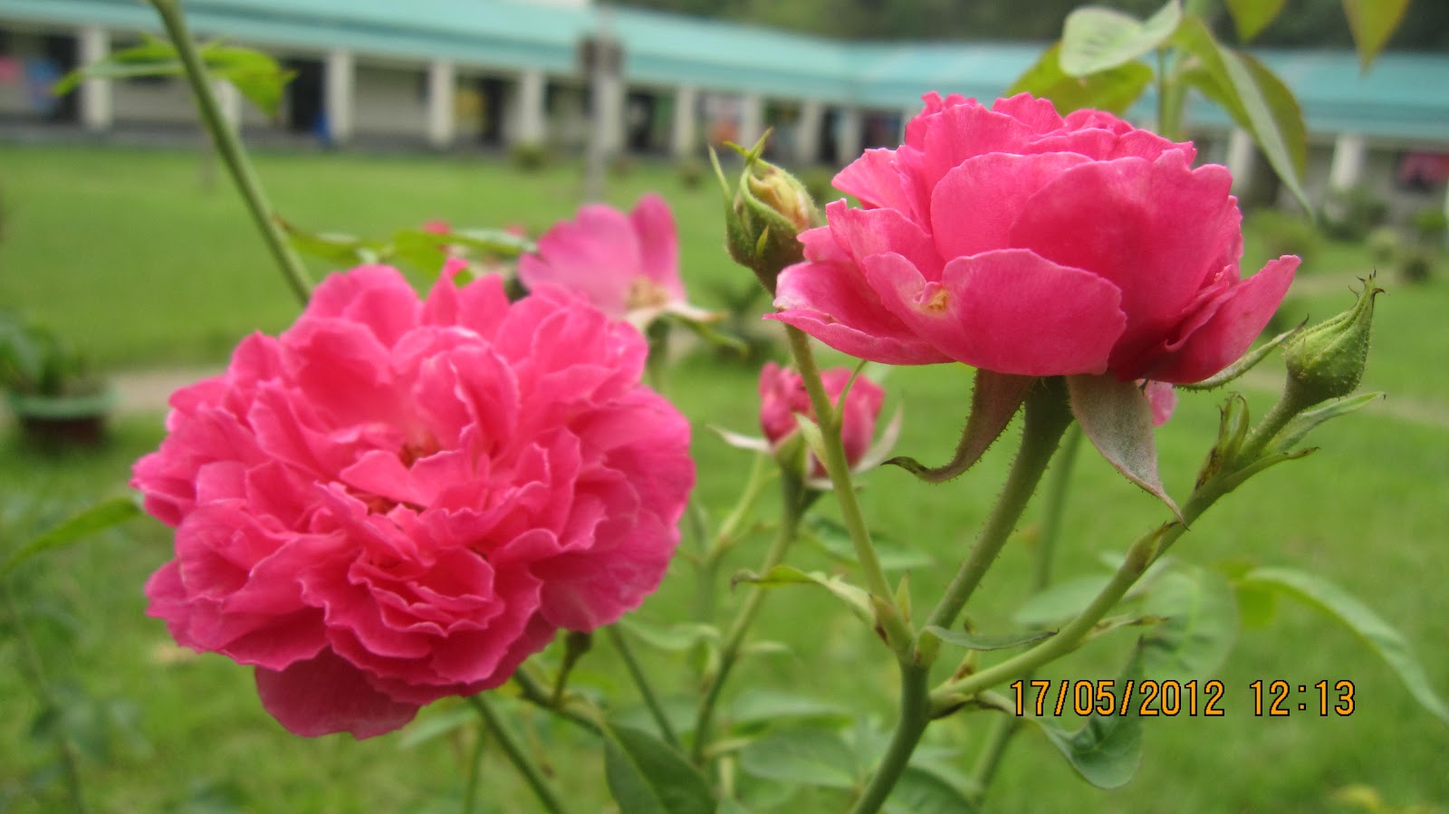 Perennial Flowers And Their Names