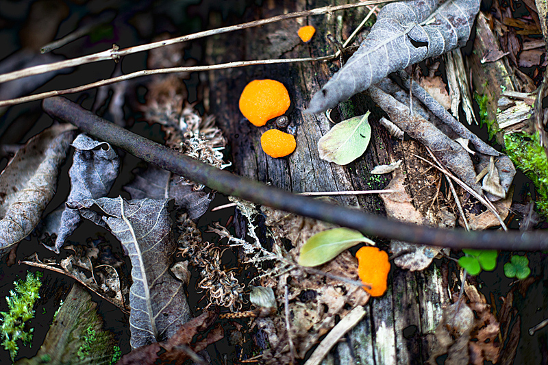 Imagine this: Dots in the nature