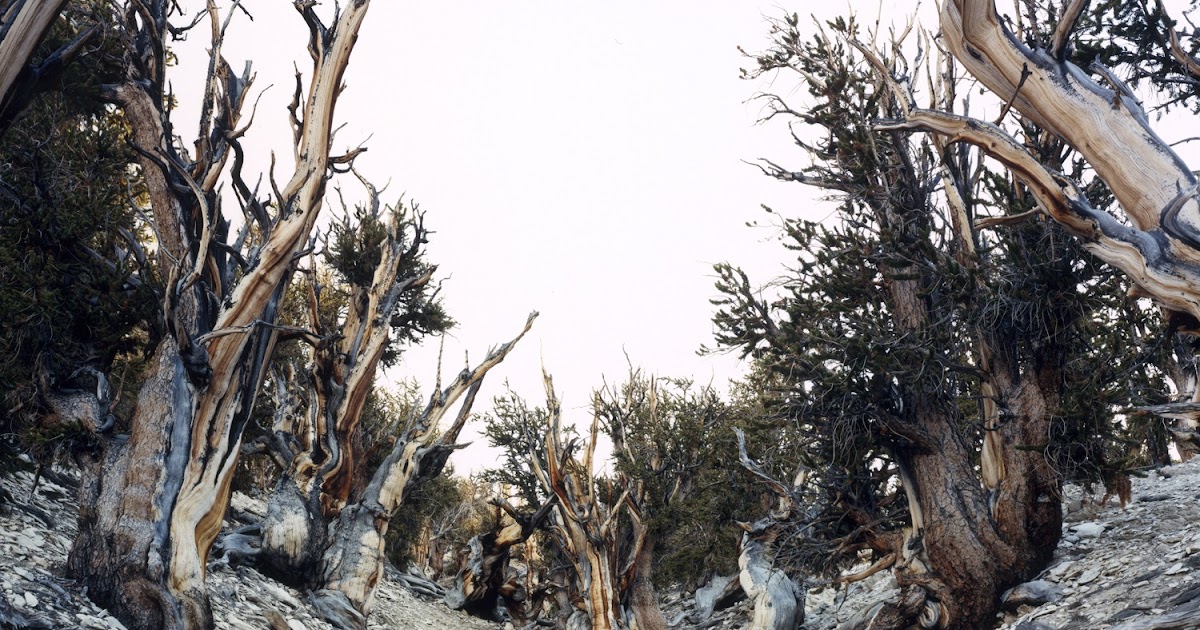 Maximizing Progress: Methuselah Grove ~ True Forest of the Ancients!