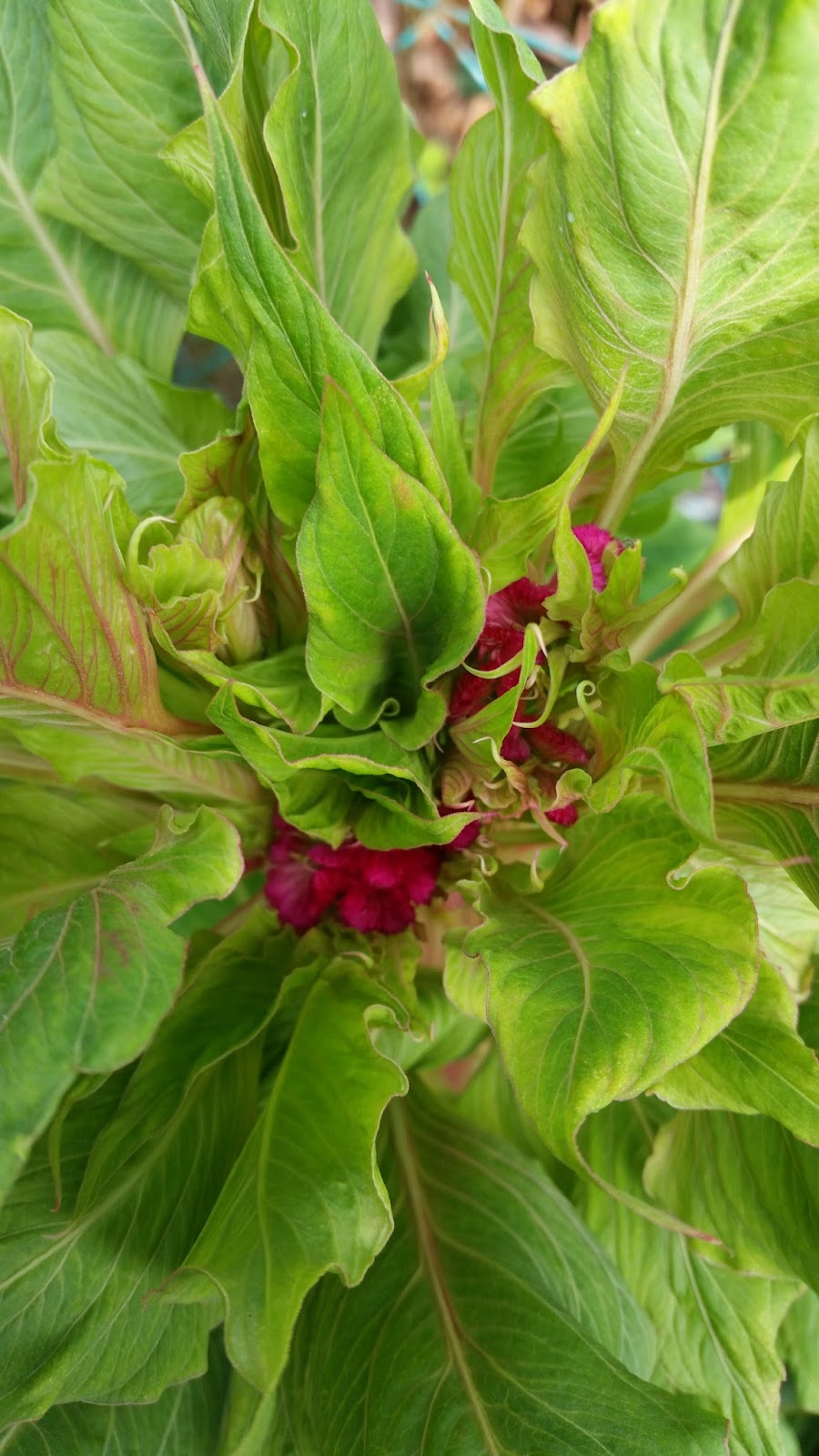Warisan Petani: Pokok Bunga Balung Ayam