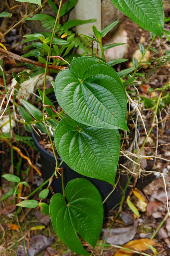 Flora de Puerto Rico Ilustrada Papo Vives: DIOSCOREACEAE-DIOSCOREA ...