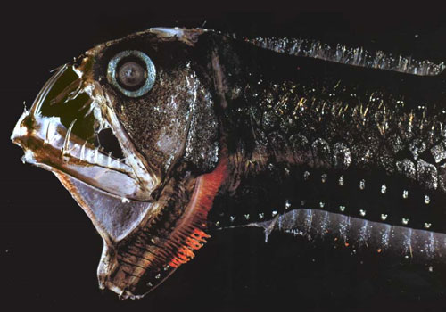 Viperfish
