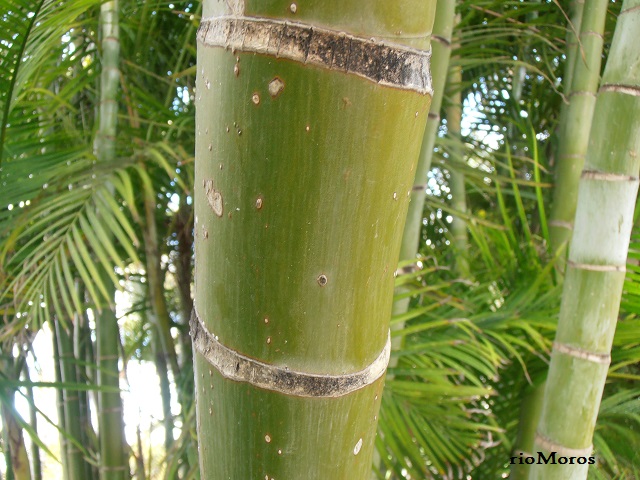 PALMERA BAMBÚ: Dypsis lutescens | Plantas rioMoros